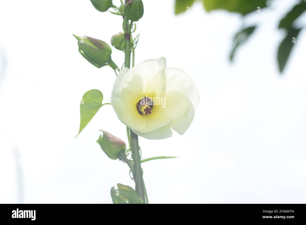 Aibika (Abelmoschus manihot) Plantae Stock Photo - Alamy