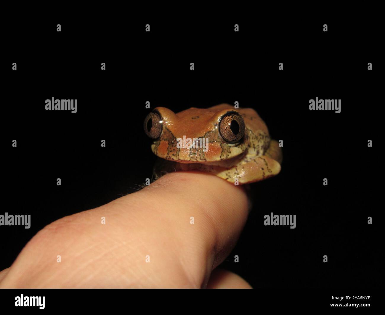 Natal Forest Tree Frog (Leptopelis natalensis) Amphibia Stock Photo - Alamy