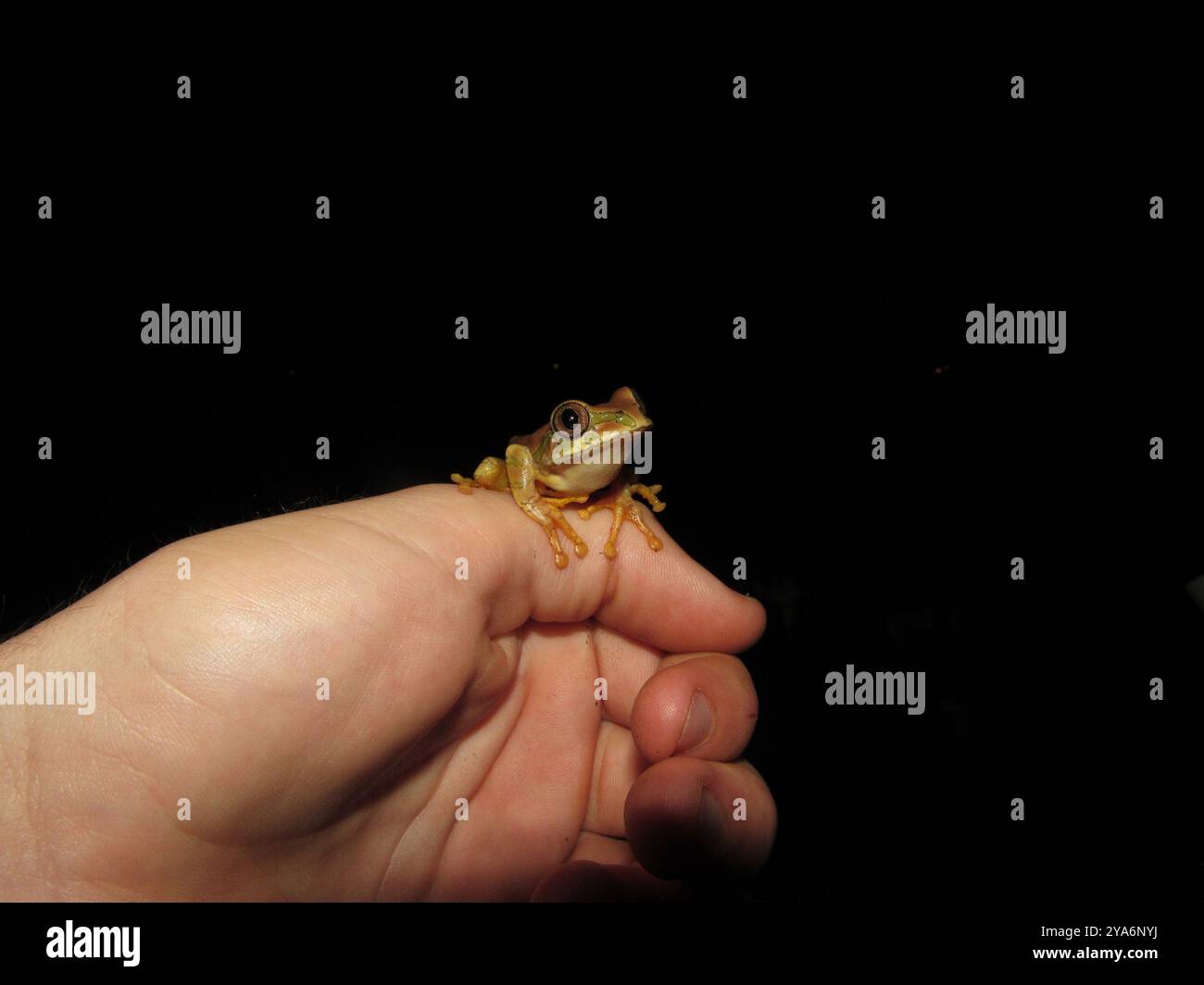 Natal Forest Tree Frog (Leptopelis natalensis) Amphibia Stock Photo - Alamy