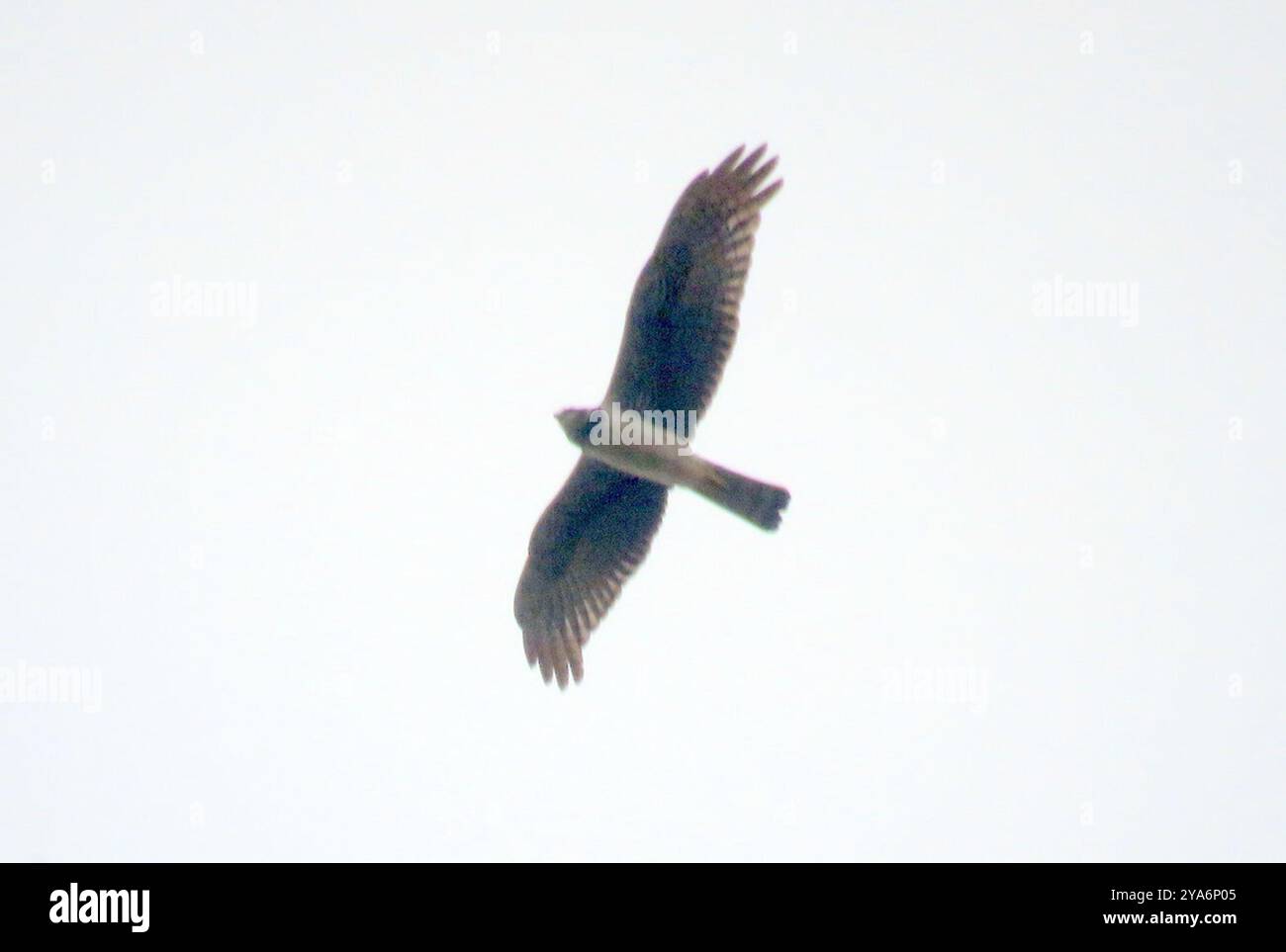 Long winged harrier hi-res stock photography and images - Alamy
