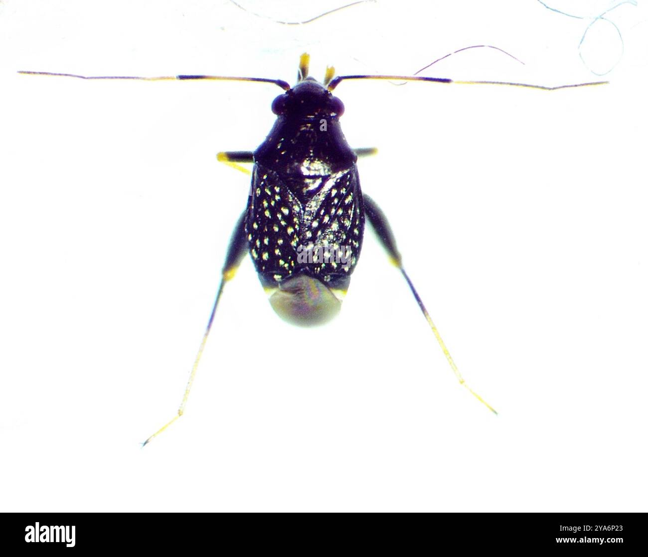 Garden Fleahopper (Microtechnites bractatus) Insecta Stock Photo - Alamy