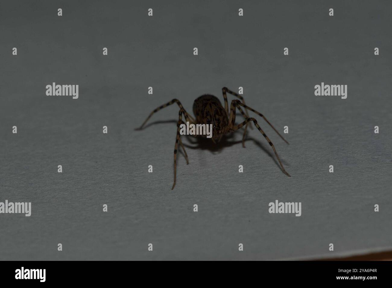 Common Spitting Spider (Scytodes thoracica) Arachnida Stock Photo - Alamy