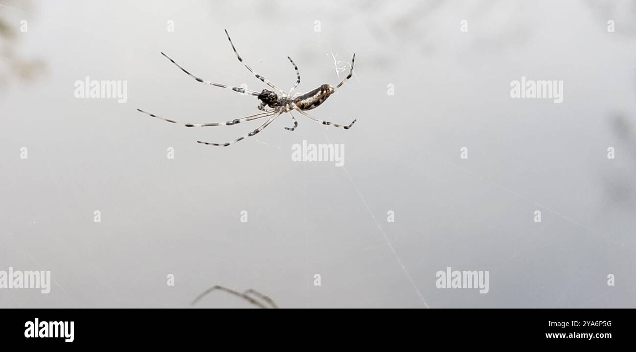 Stretch Spiders (Tetragnatha) Arachnida Stock Photo - Alamy