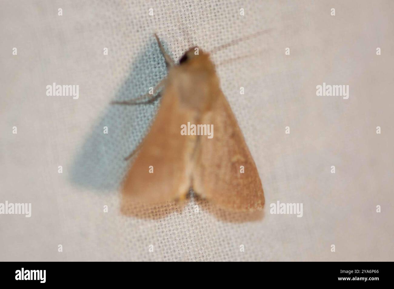 The Clay (Mythimna ferrago) Insecta Stock Photo - Alamy