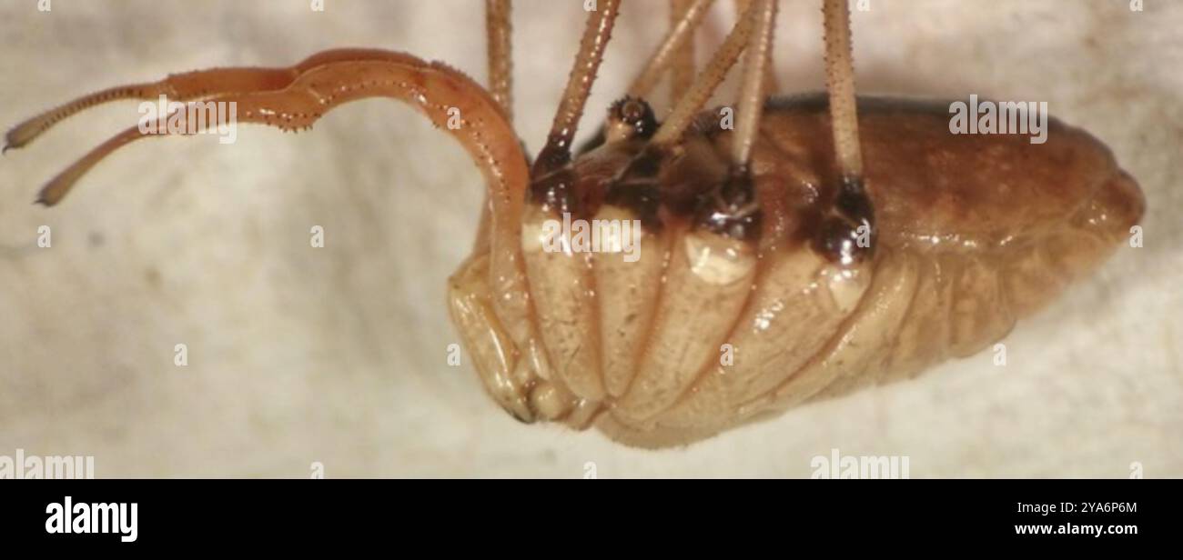 Eastern Harvestman (Leiobunum vittatum) Arachnida Stock Photo - Alamy