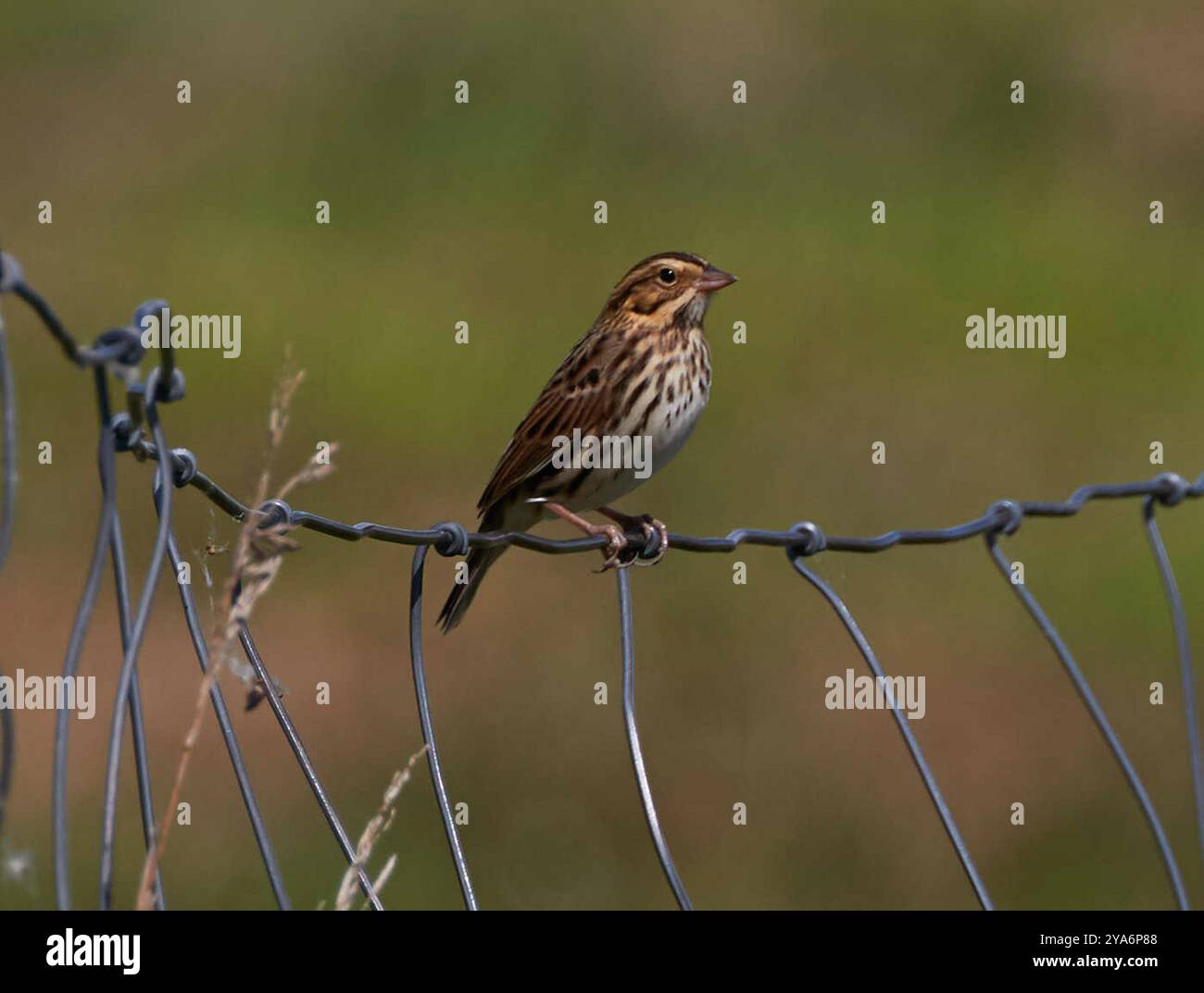 Savannah Sparrow (Passerculus sandwichensis) Aves Stock Photo - Alamy