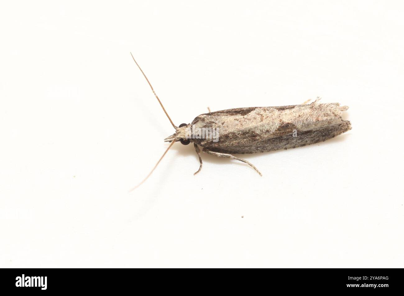 Diamondback Epinotia Moth (Epinotia lindana) Insecta Stock Photo - Alamy