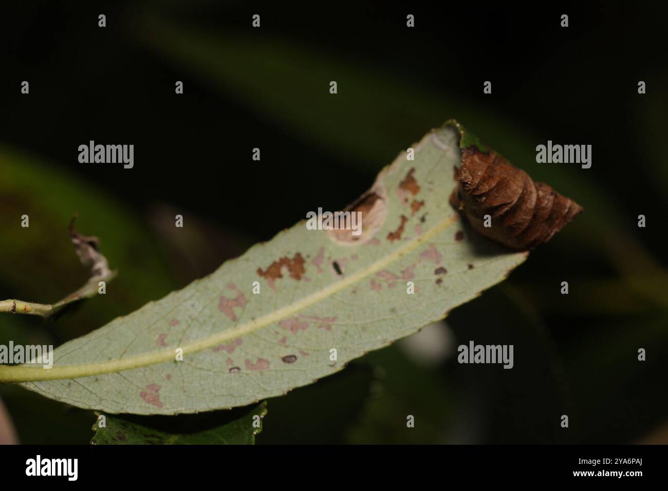Willow Leafcone Caterpillar Moth (Caloptilia stigmatella) Insecta Stock ...