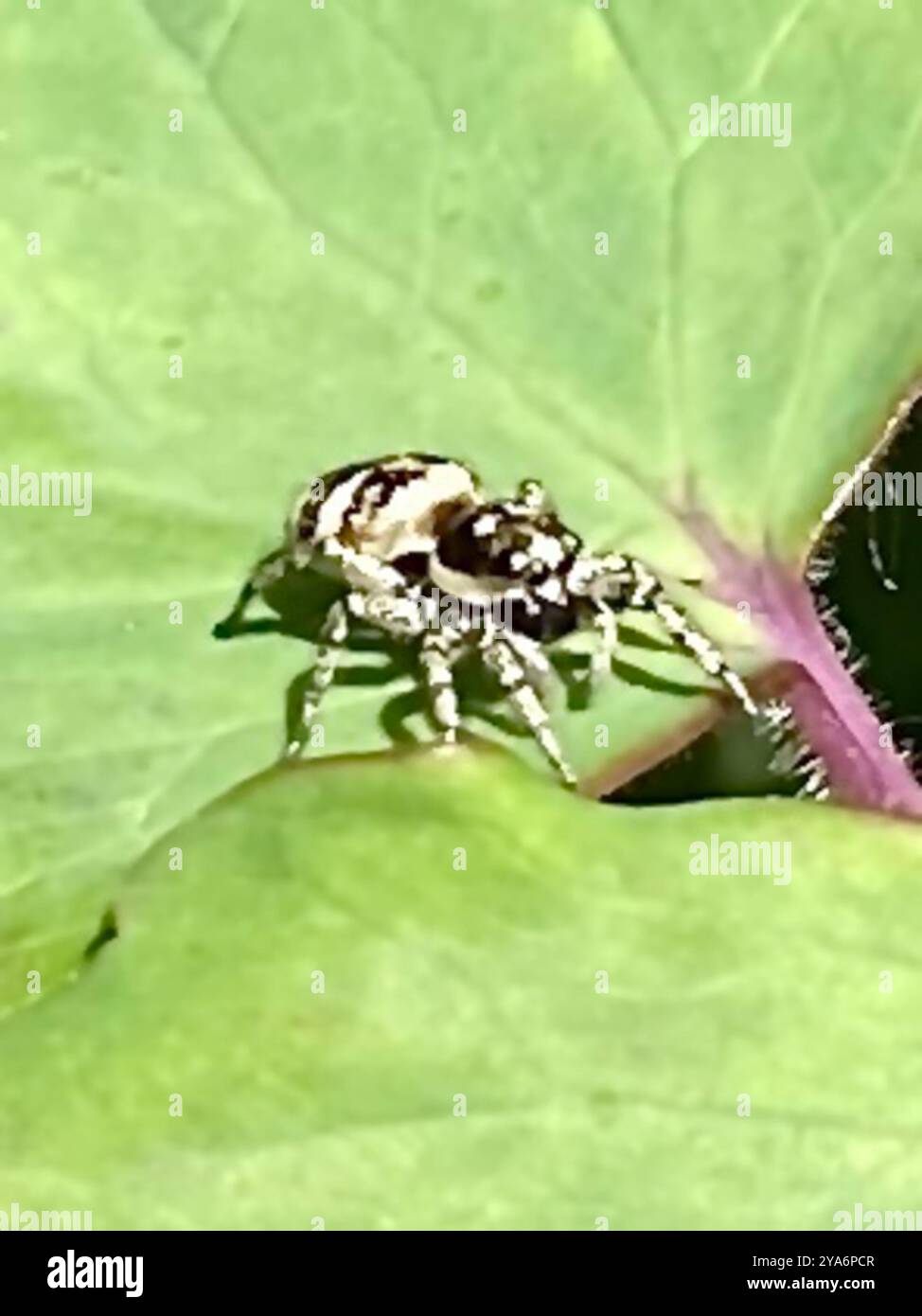 Zebra Jumping Spider (Salticus scenicus) Arachnida Stock Photo - Alamy