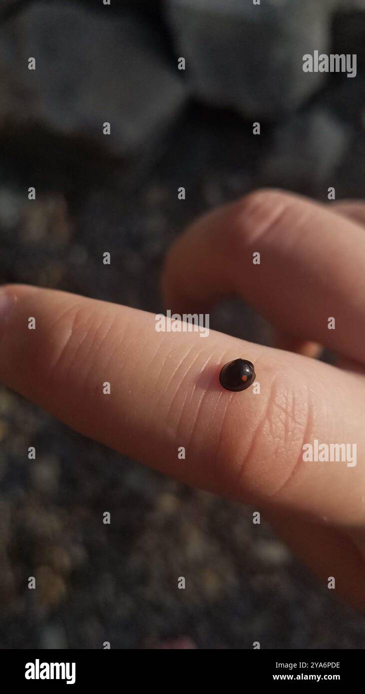 Twice-stabbed Lady Beetle (Chilocorus stigma) Insecta Stock Photo - Alamy