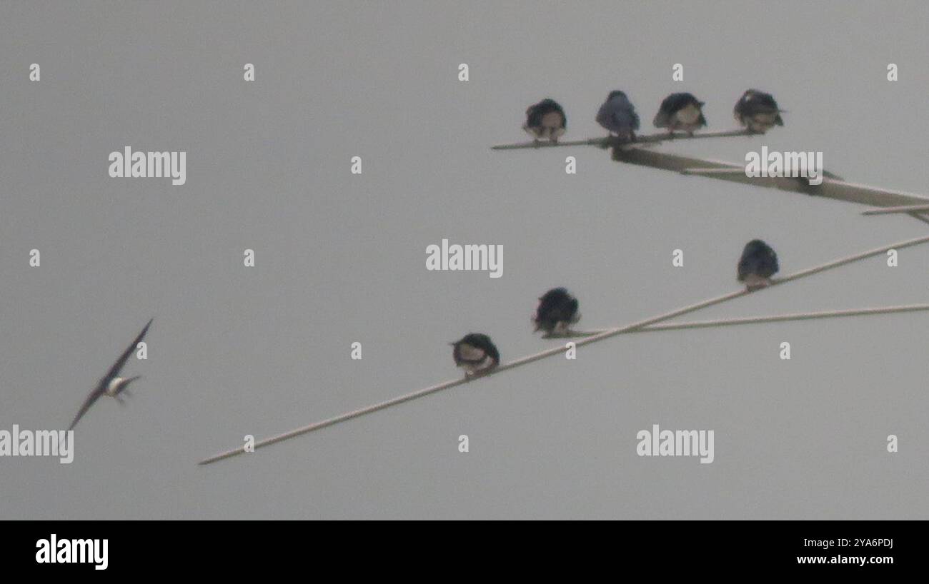 White-rumped Swallow (Tachycineta leucorrhoa) Aves Stock Photo - Alamy