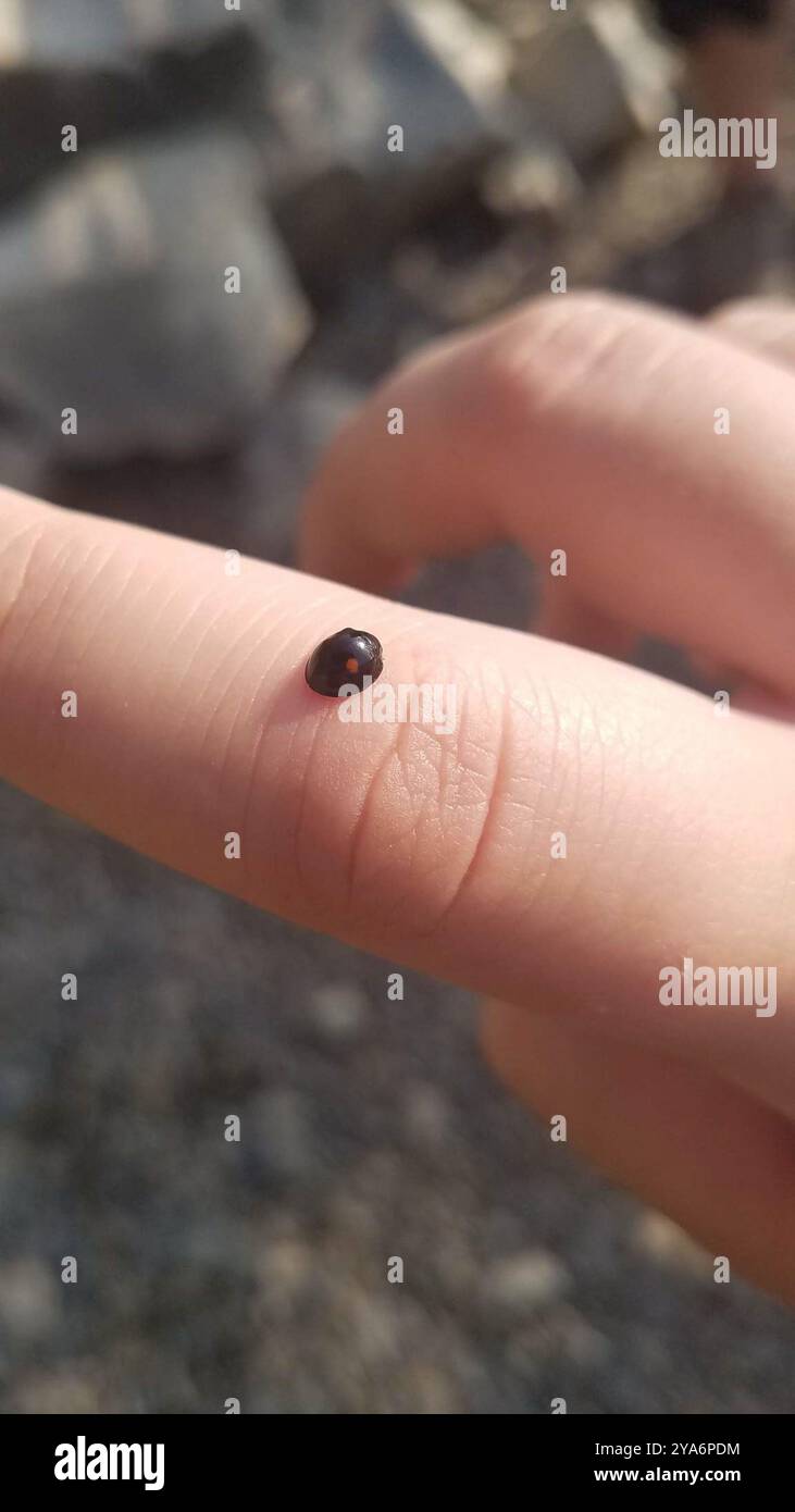Twice-stabbed Lady Beetle (Chilocorus stigma) Insecta Stock Photo - Alamy