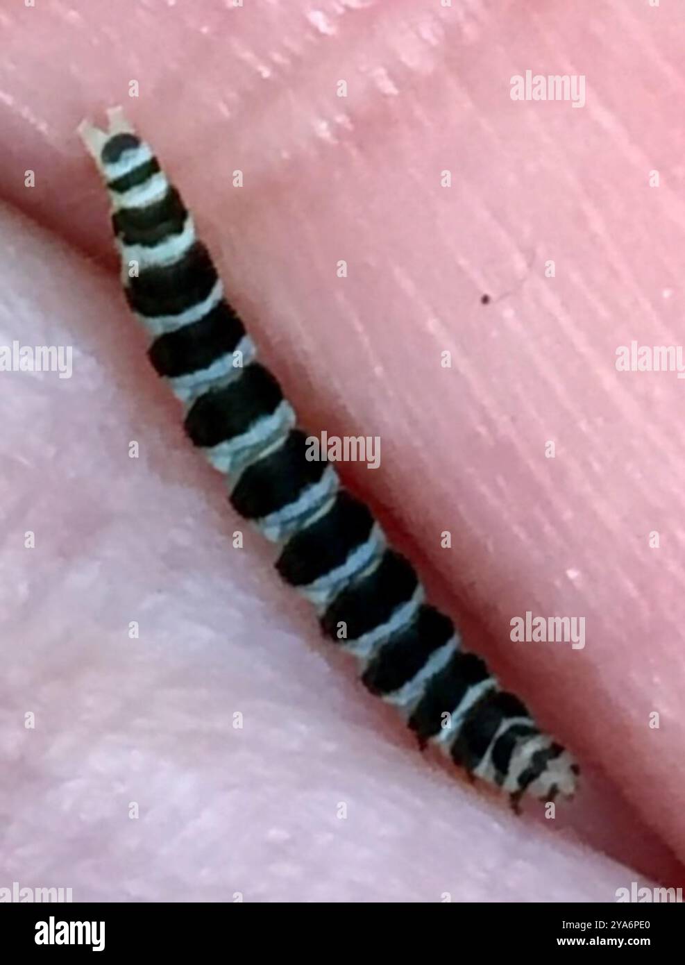 Redbud Leaffolder Moth (Fascista cercerisella) Insecta Stock Photo - Alamy