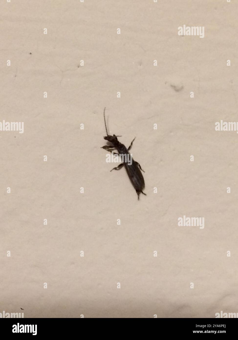 Webspinners (Embioptera) Insecta Stock Photo - Alamy