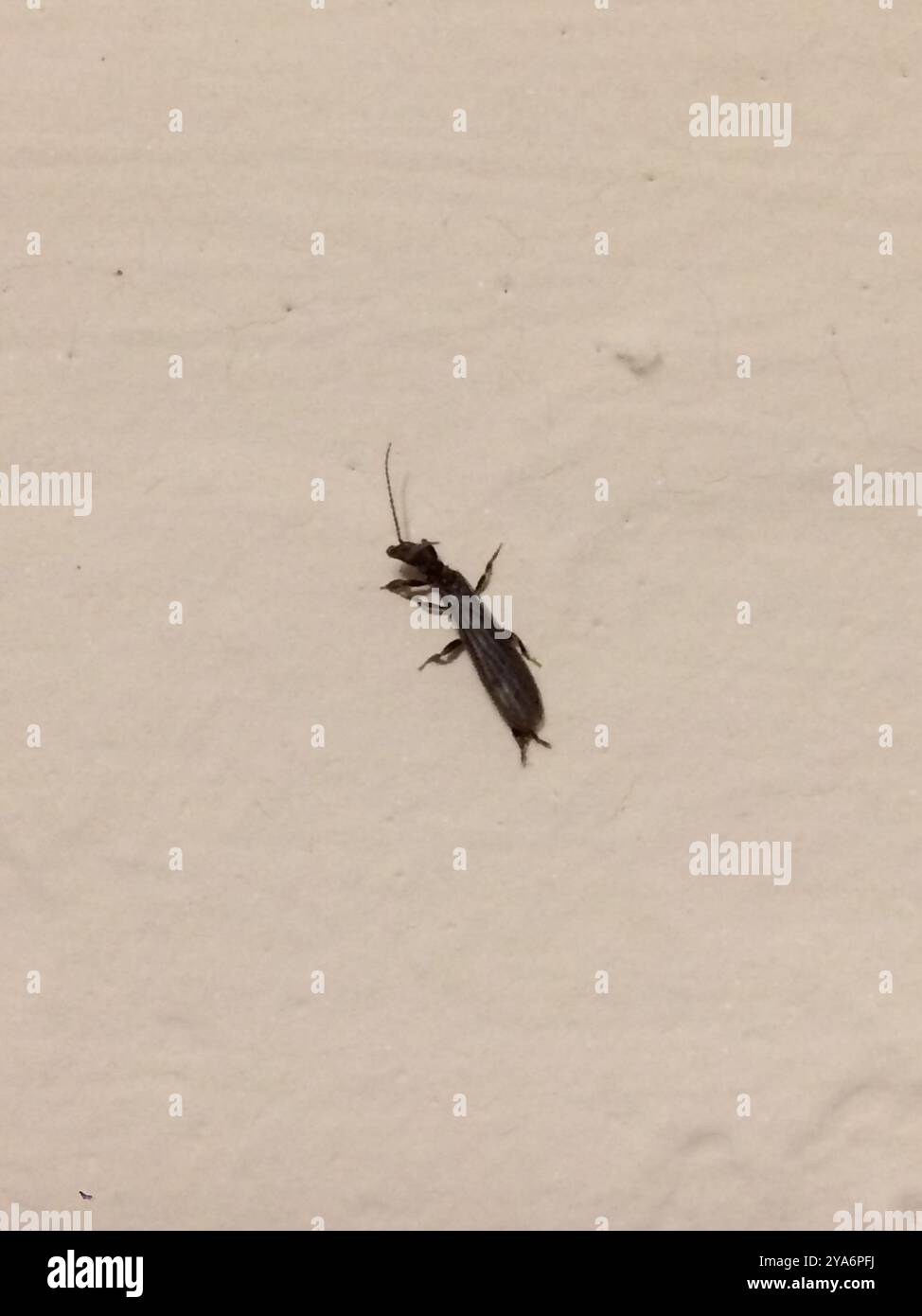 Webspinners (Embioptera) Insecta Stock Photo - Alamy