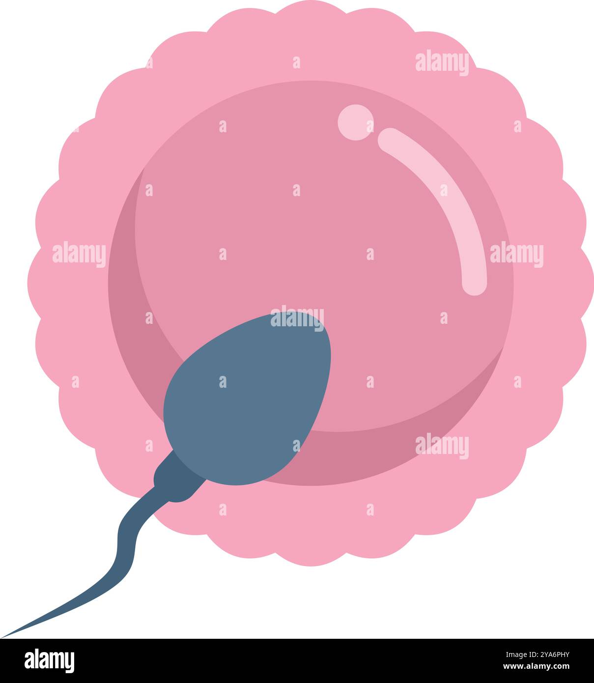 Single spermatozoon is fertilizing a pink ovum, depicting the beginning ...