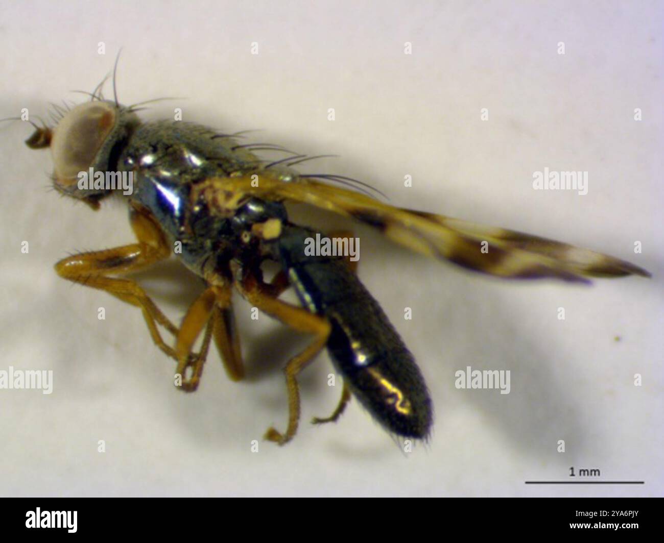 Banded-wing Flies (Chaetopsis) Insecta Stock Photo - Alamy