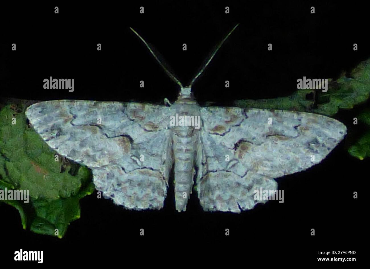 Brown-shaded Gray (Iridopsis defectaria) Insecta Stock Photo - Alamy