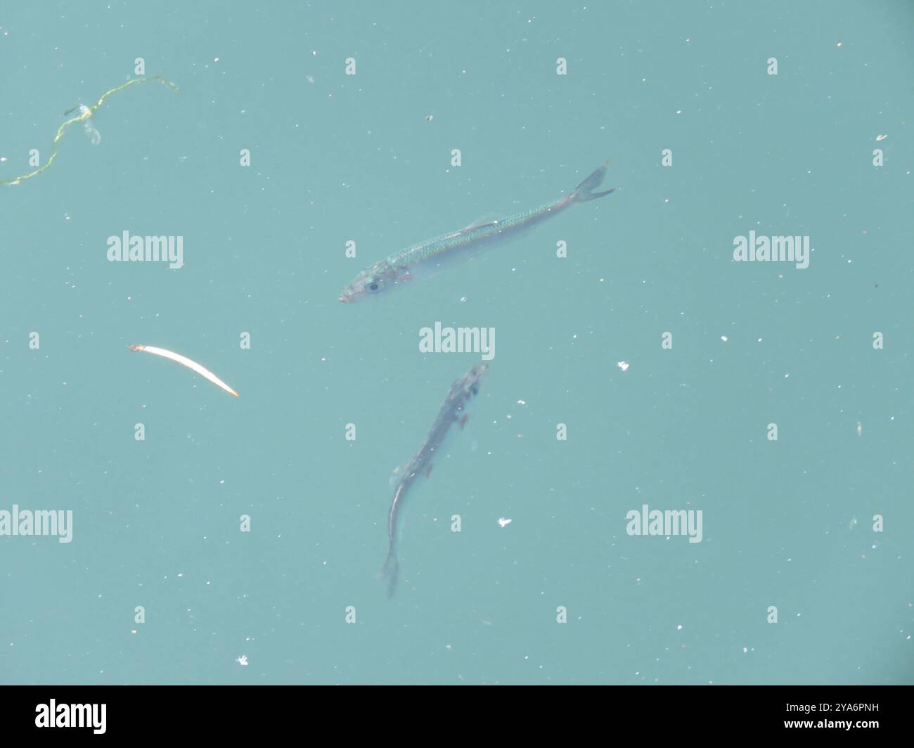 Pacific Herring (Clupea pallasii) Actinopterygii Stock Photo - Alamy