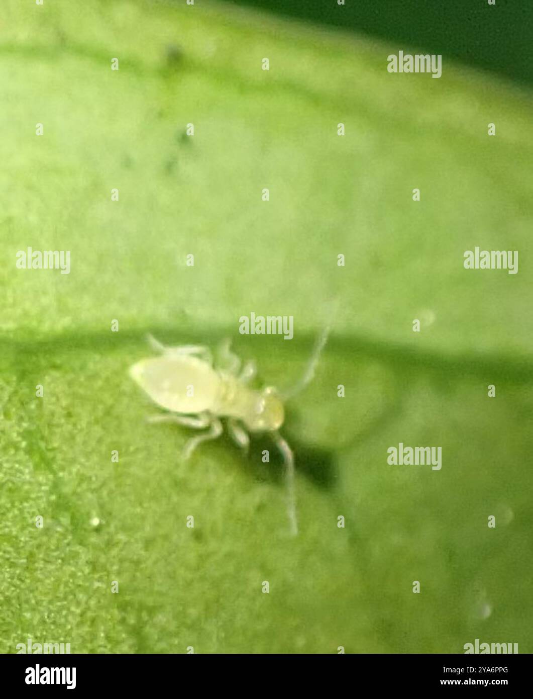 Barklice, Booklice, and Parasitic Lice (Psocodea) Insecta Stock Photo ...