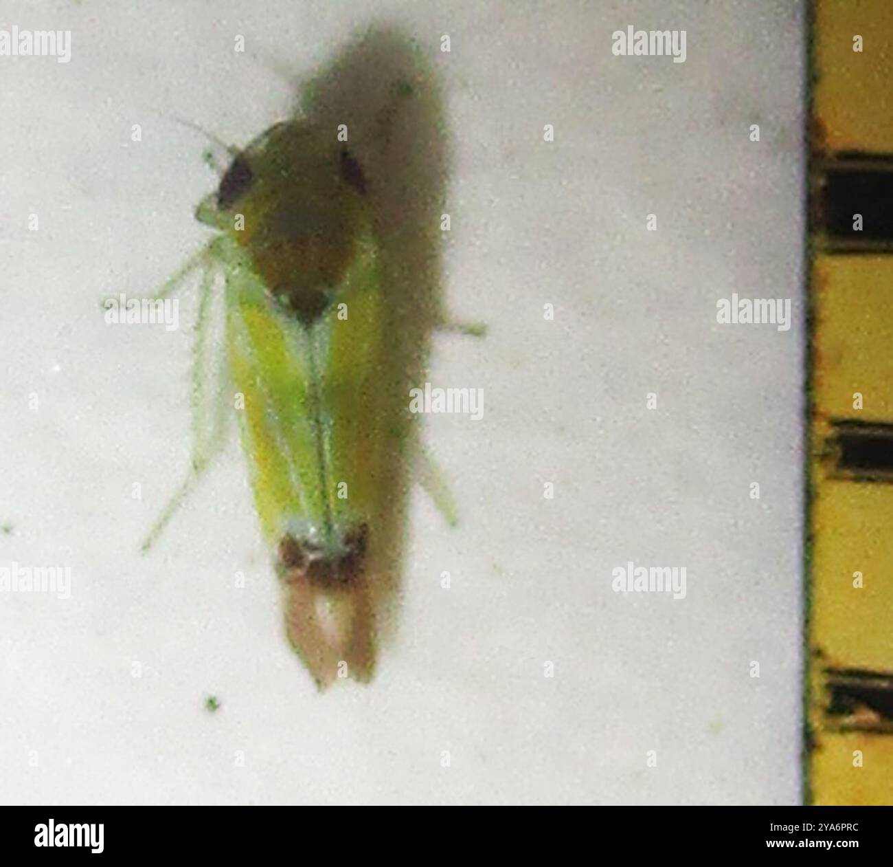 Typical Leafhoppers (Cicadellidae) Insecta Stock Photo - Alamy