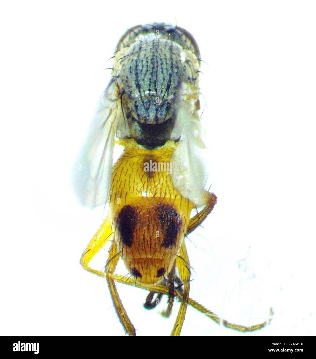 Bermudagrass Stem Maggot (Atherigona reversura) Insecta Stock Photo - Alamy