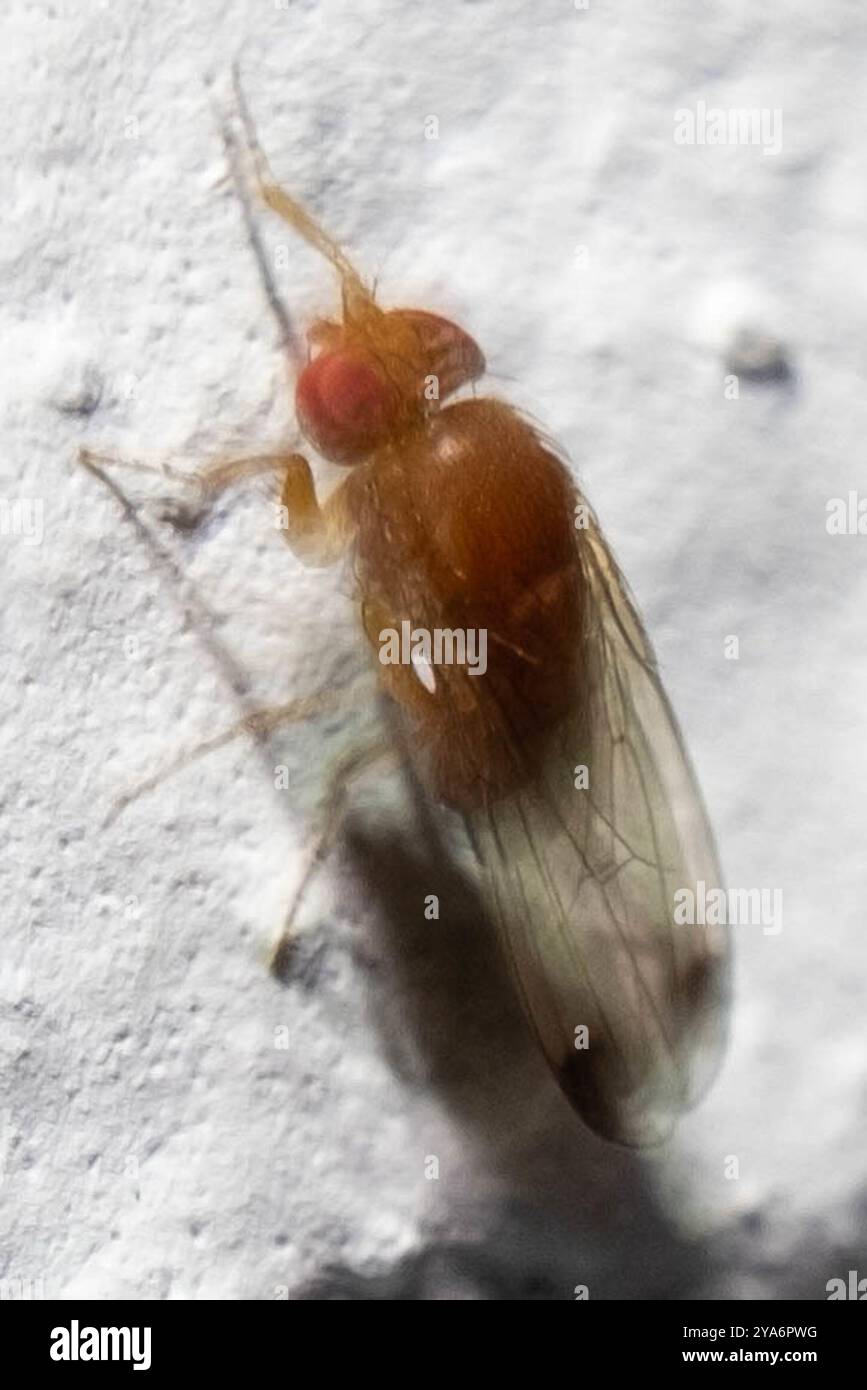 Spotted-winged Drosophila (Drosophila suzukii) Insecta Stock Photo - Alamy