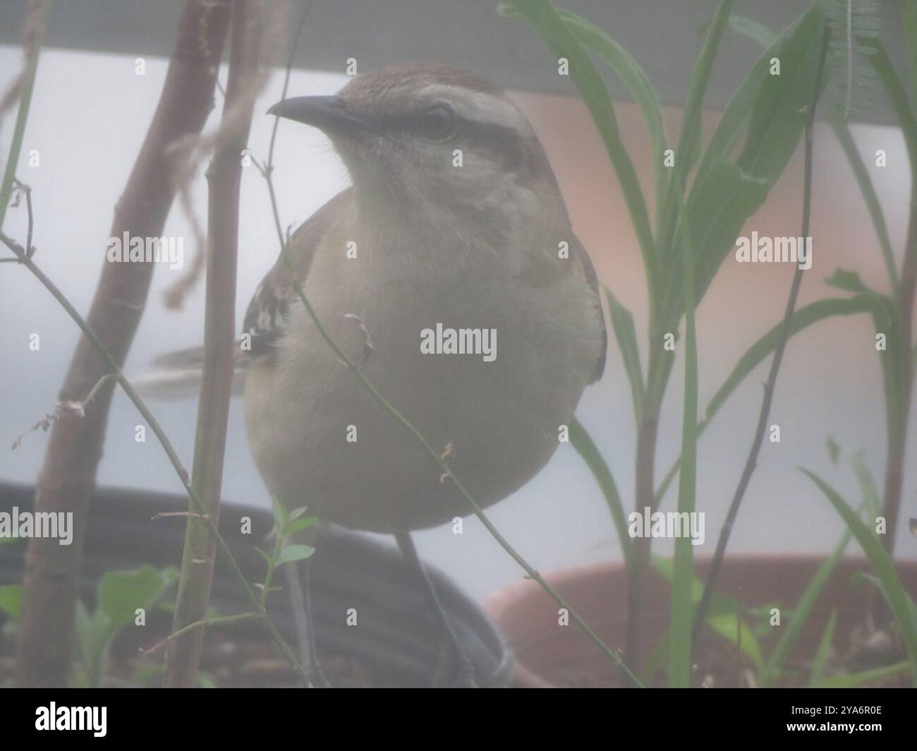 Chalk-browed Mockingbird (Mimus saturninus) Aves Stock Photo - Alamy