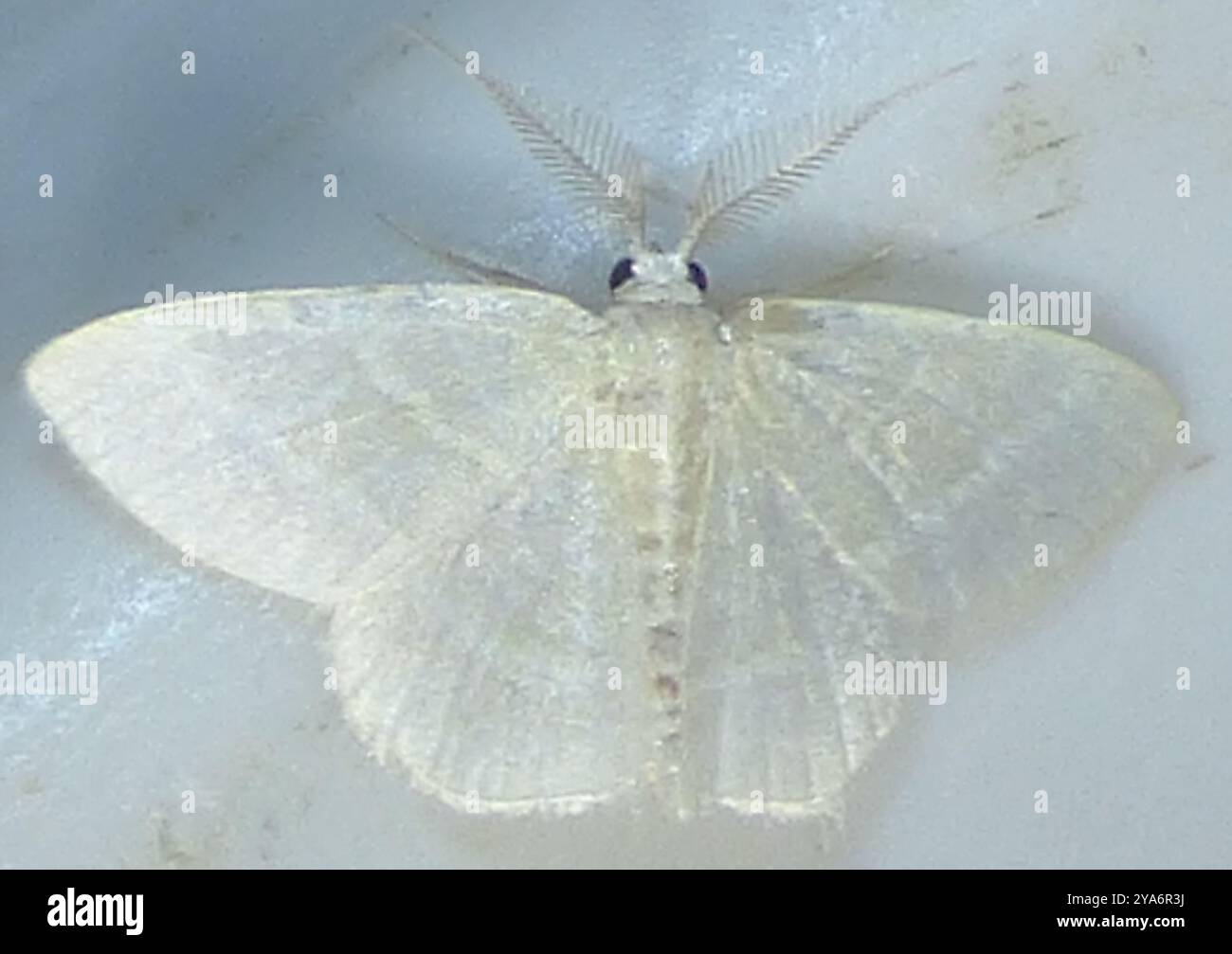 Geometer Moths (Geometridae) Insecta Stock Photo - Alamy