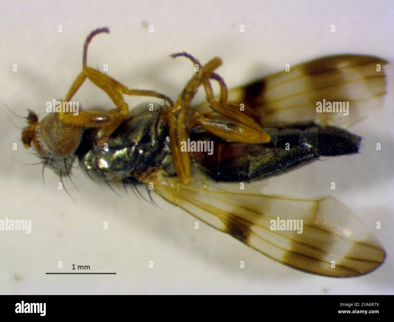 Banded-wing Flies (Chaetopsis) Insecta Stock Photo - Alamy