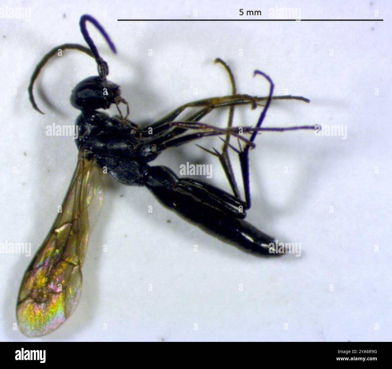 Spider Wasps (Pompilidae) Insecta Stock Photo - Alamy