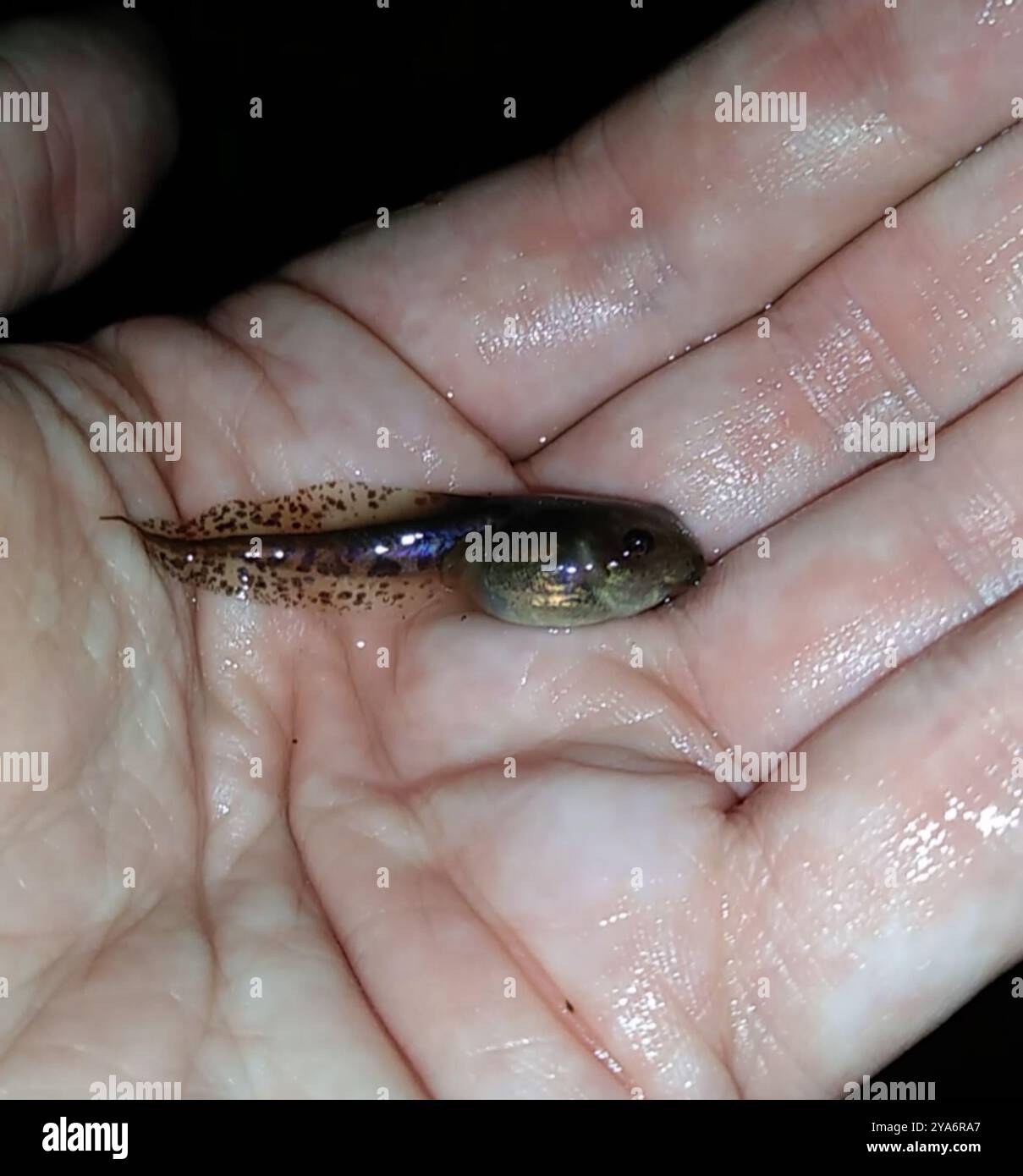 Holarctic Treefrogs (Hyla) Amphibia Stock Photo - Alamy