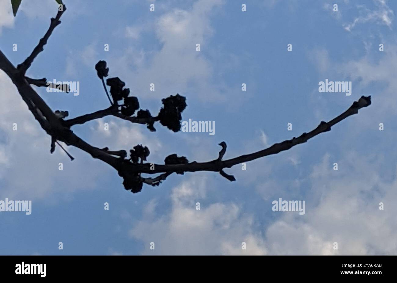 Ash Flower Gall Mite (Aceria fraxiniflora) Arachnida Stock Photo - Alamy