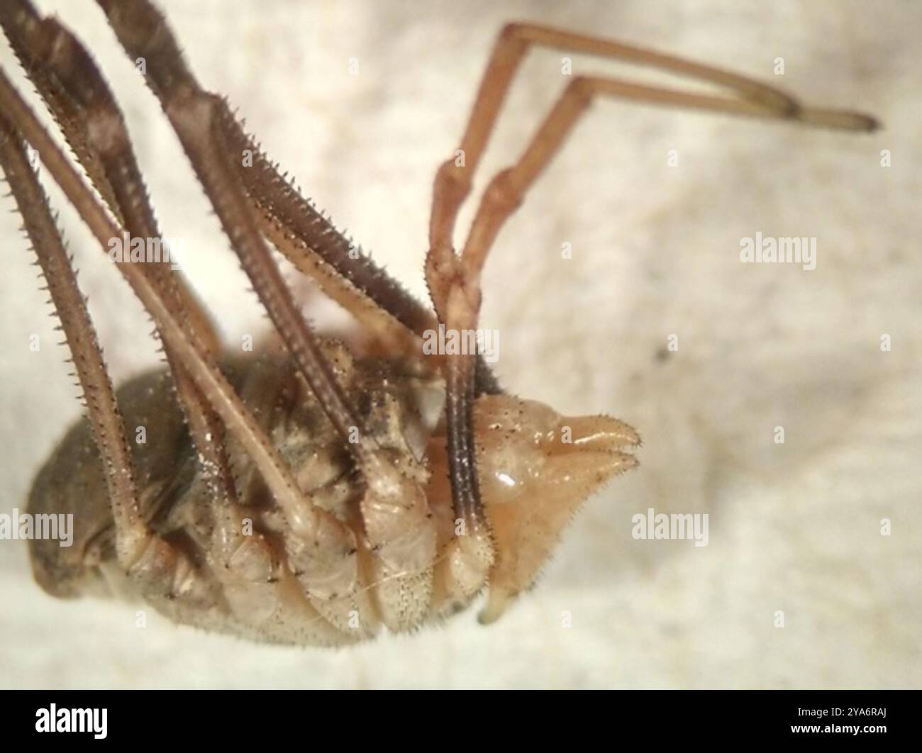 European Harvestman (Phalangium opilio) Arachnida Stock Photo - Alamy