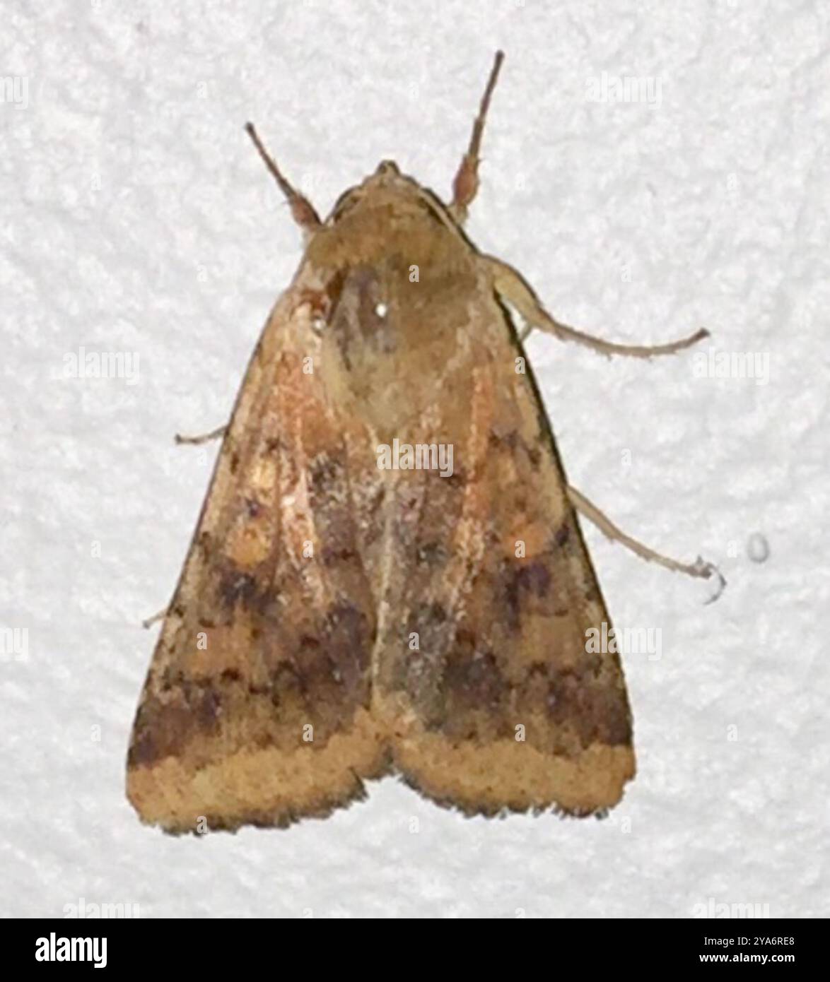 Corn Earworm Moth (Helicoverpa zea) Insecta Stock Photo - Alamy