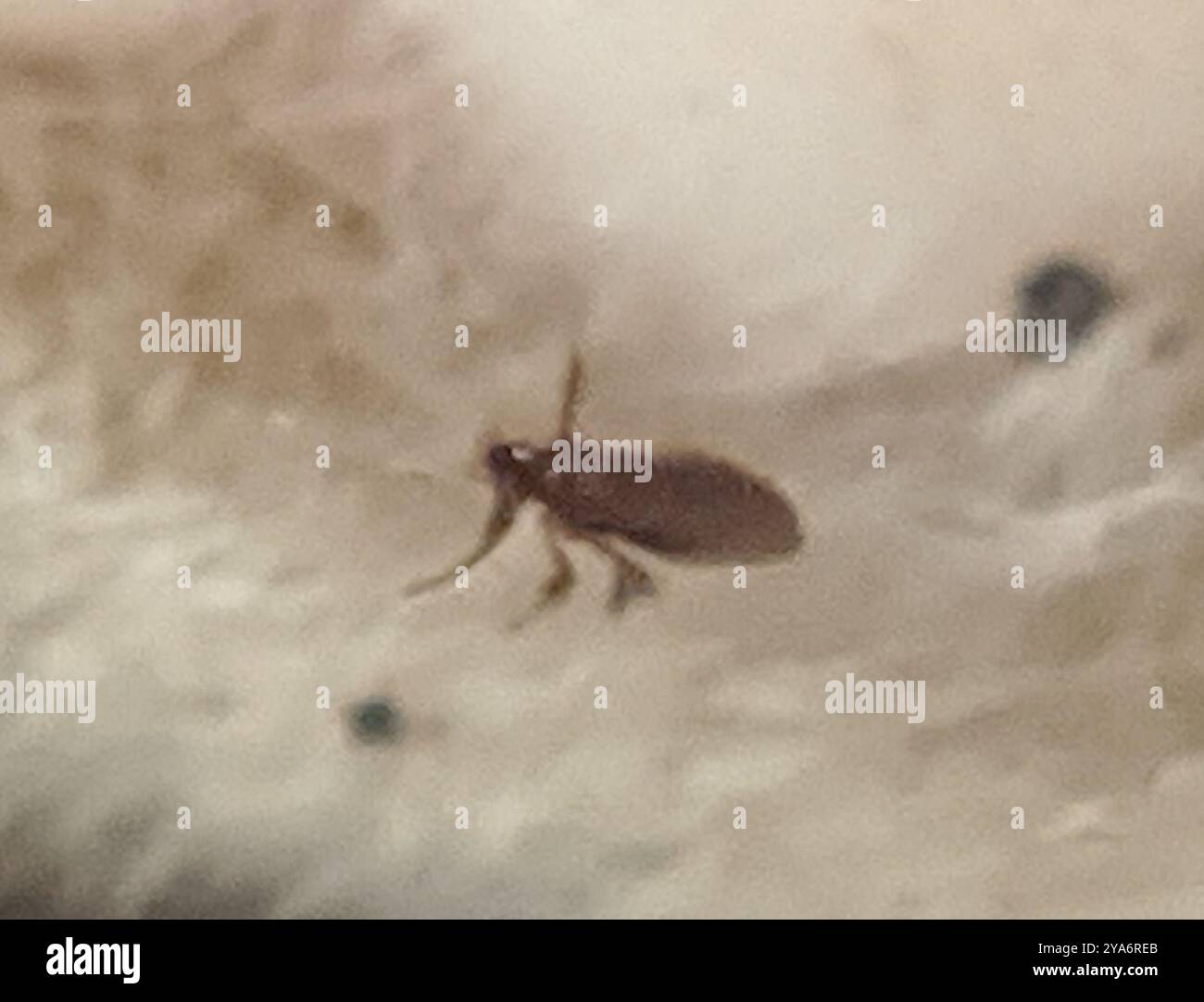 Cat Flea (Ctenocephalides felis) Insecta Stock Photo - Alamy