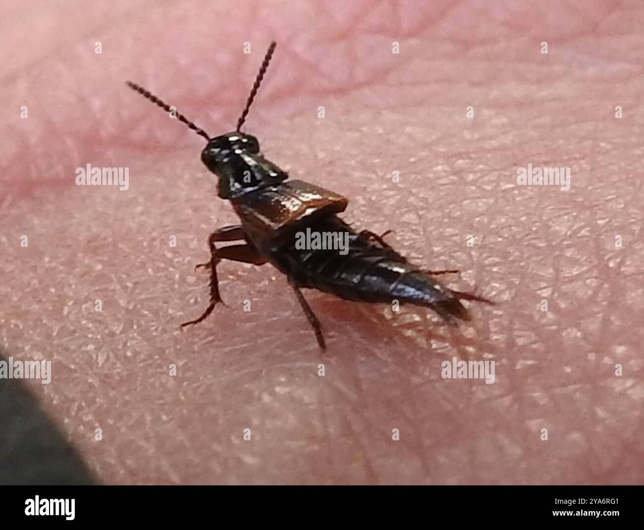 (Quedius cinctus) Insecta Stock Photo - Alamy