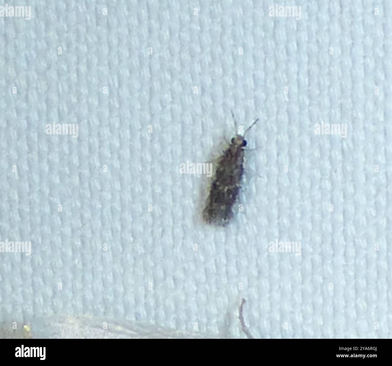 Microcaddisflies (Hydroptilidae) Insecta Stock Photo - Alamy