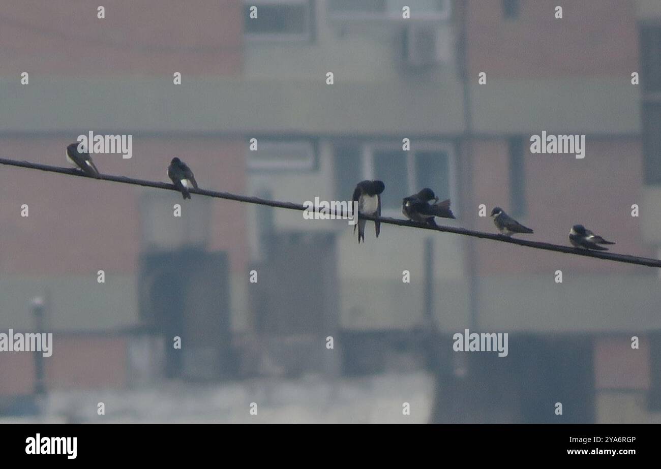 Leucorrhoa hi-res stock photography and images - Alamy