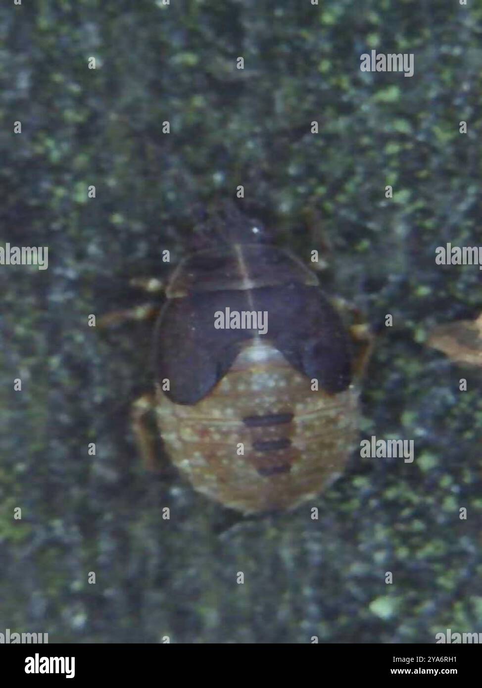 Birch Catkin Bug (Kleidocerys resedae) Insecta Stock Photo - Alamy