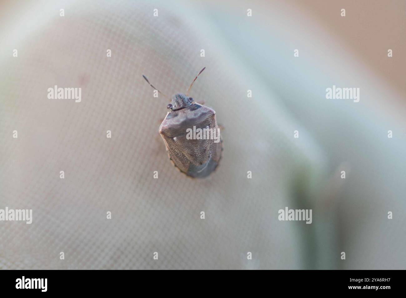 White-spotted Stink Bug (Eysarcoris ventralis) Insecta Stock Photo - Alamy