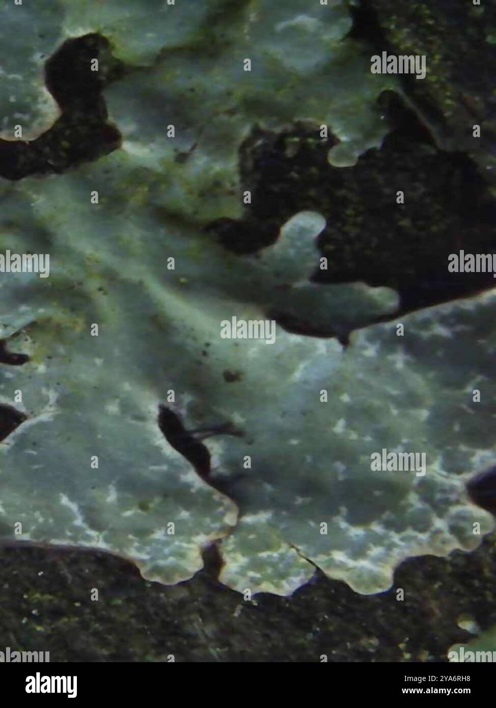 shield lichen (Parmelia sulcata) Fungi Stock Photo - Alamy