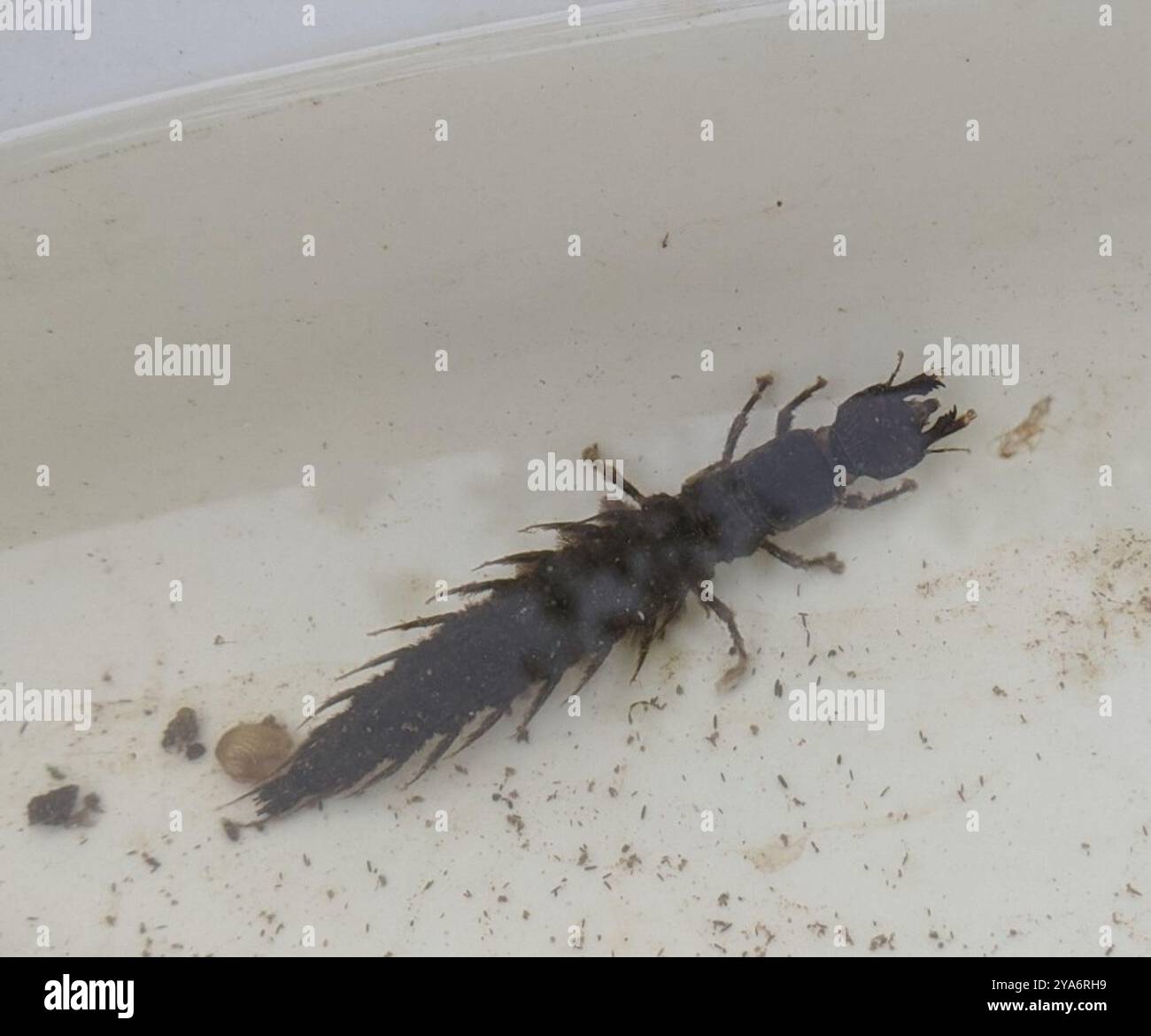 Eastern Dobsonfly (Corydalus cornutus) Insecta Stock Photo - Alamy