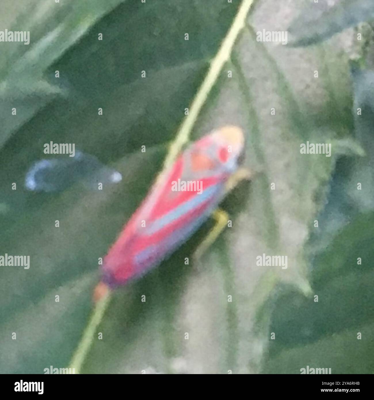 Red-banded Leafhopper (Graphocephala coccinea) Insecta Stock Photo - Alamy