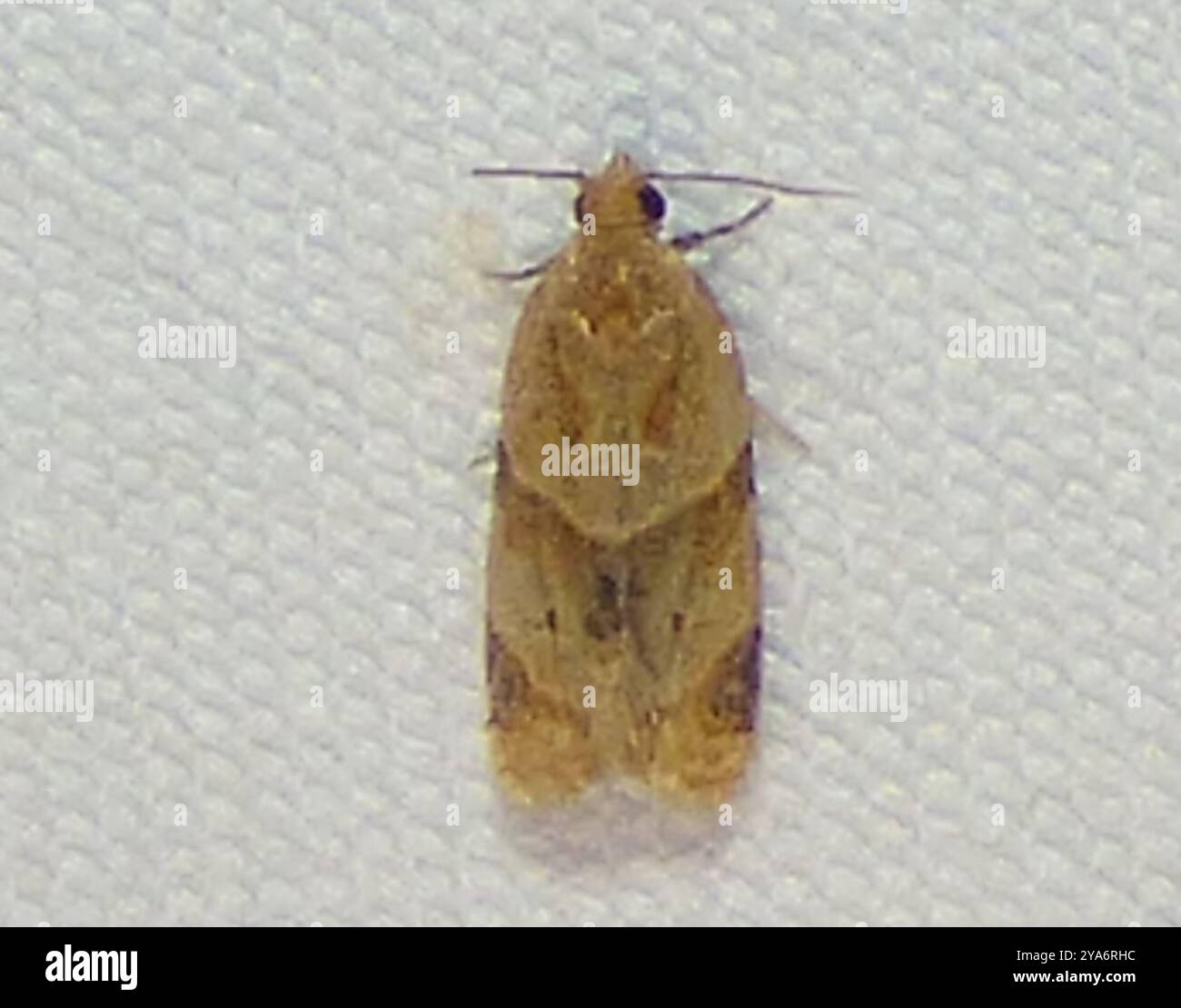 Garden Tortrix (Clepsis peritana) Insecta Stock Photo - Alamy