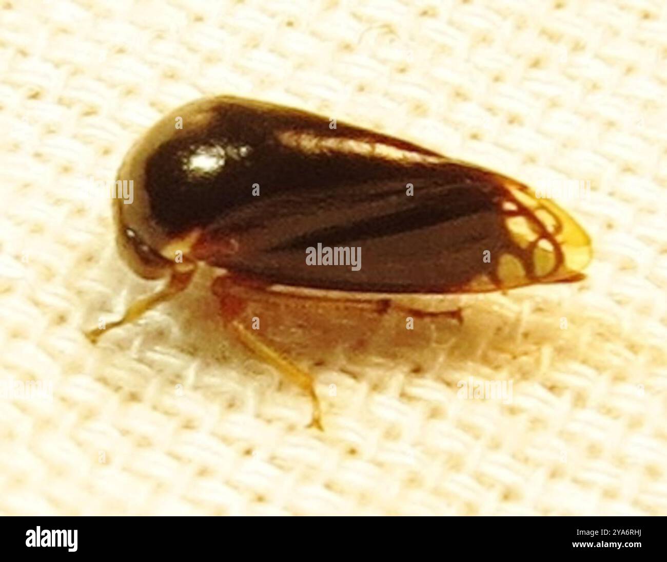 (Acutalis tartarea) Insecta Stock Photo - Alamy