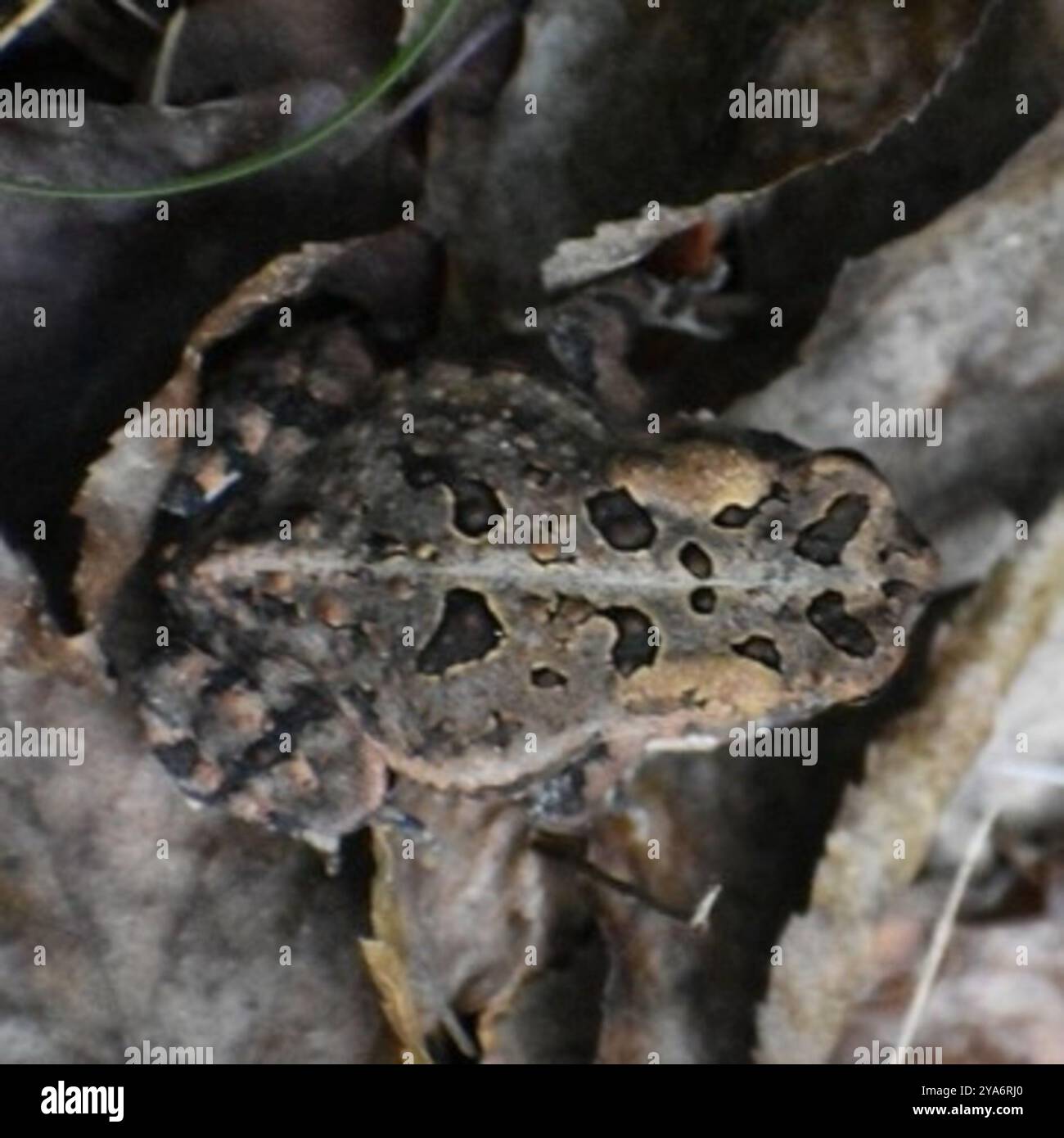North American Toads (Anaxyrus) Amphibia Stock Photo - Alamy