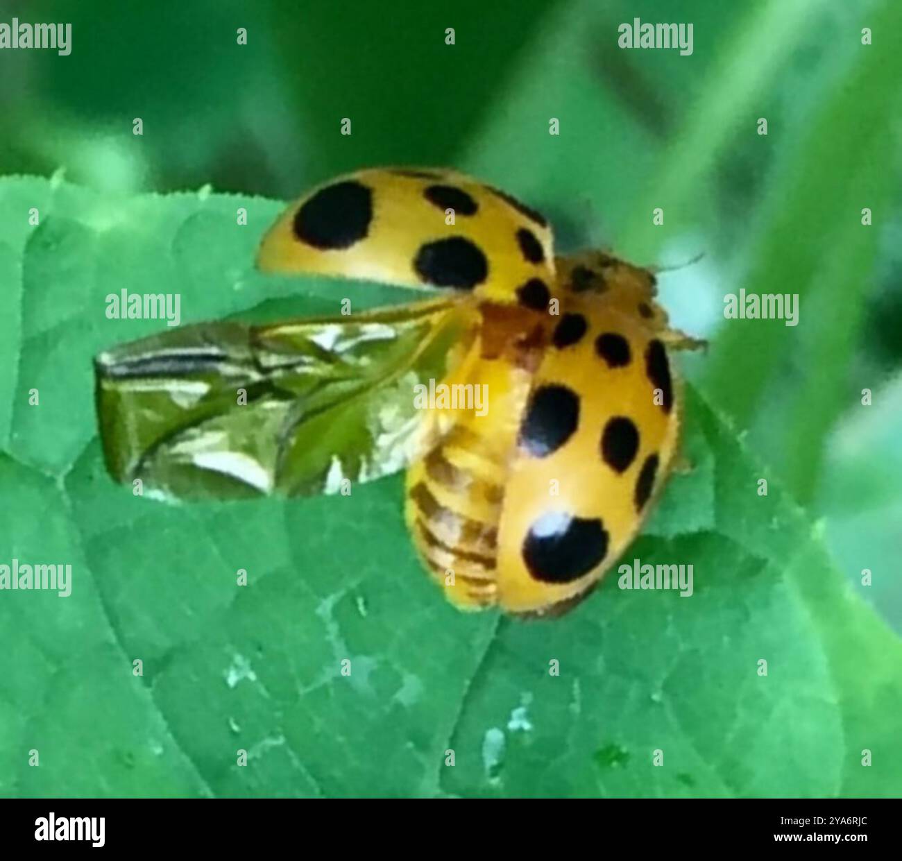 Squash Lady Beetle (Epilachna borealis) Insecta Stock Photo - Alamy
