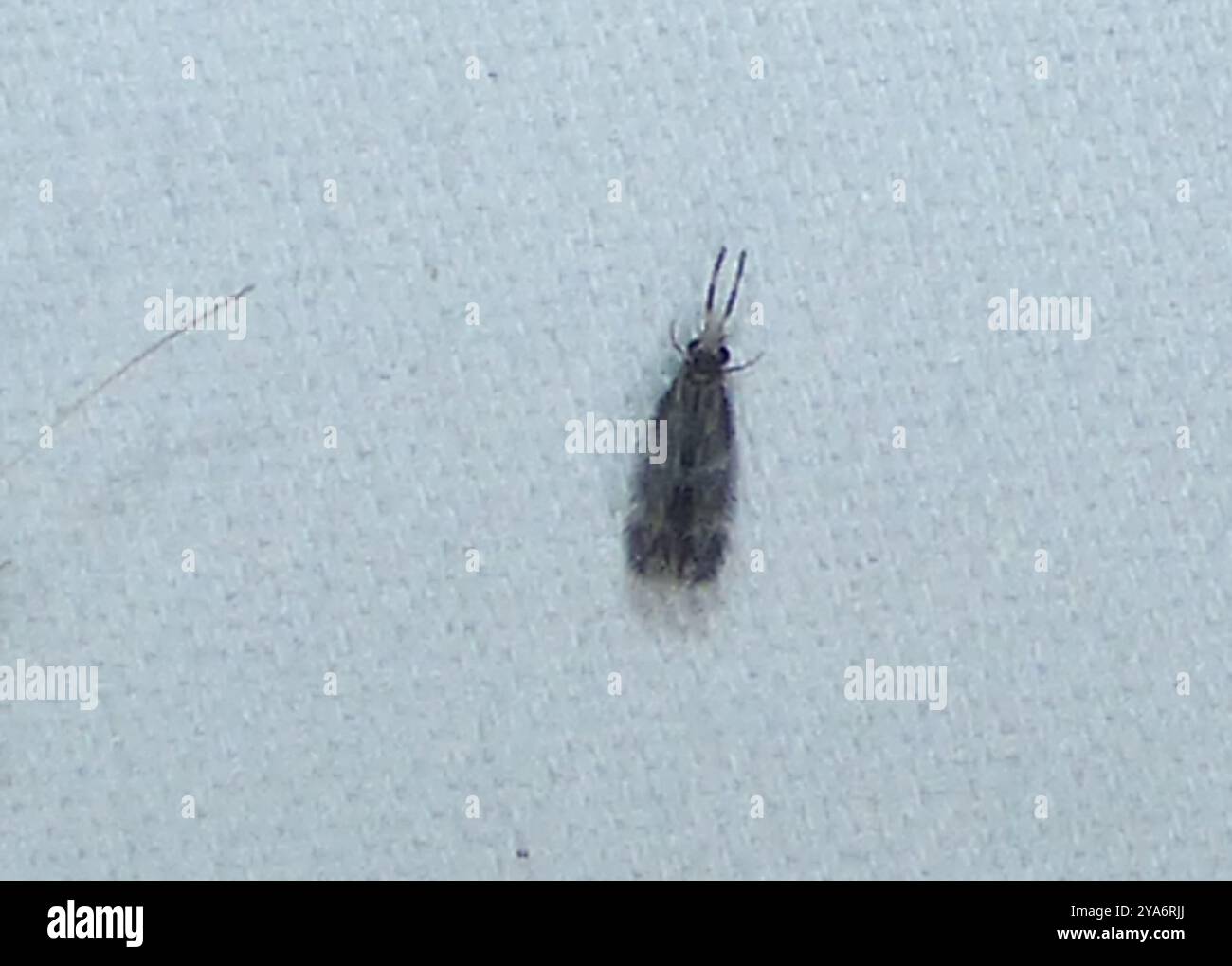 Microcaddisflies (Hydroptilidae) Insecta Stock Photo - Alamy