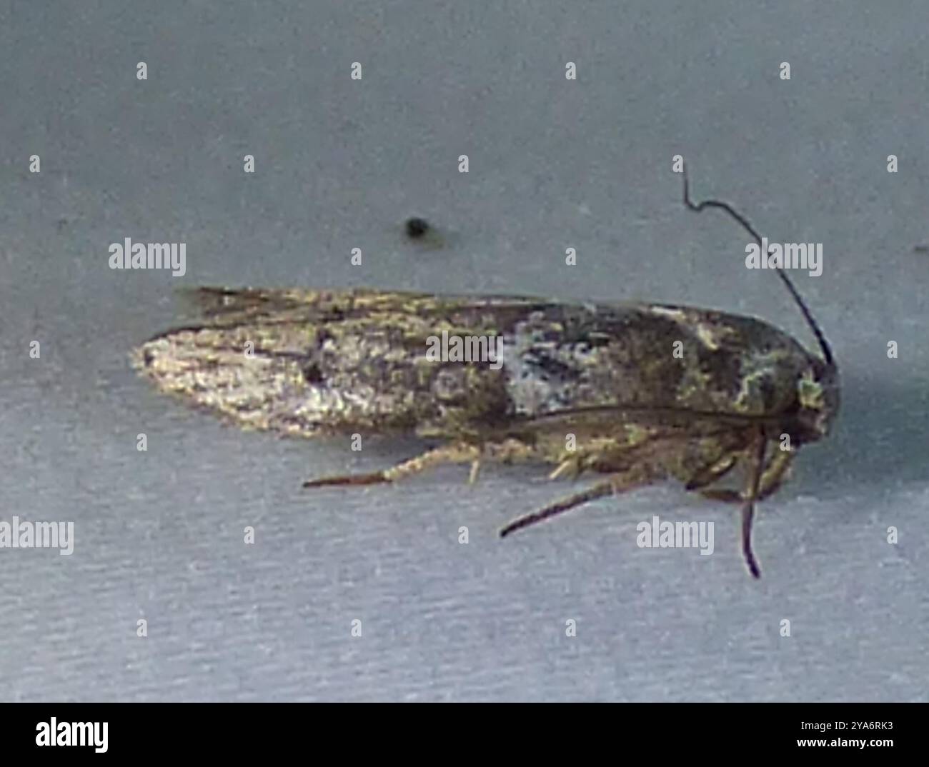 Acorn Moth (Blastobasis glandulella) Insecta Stock Photo - Alamy